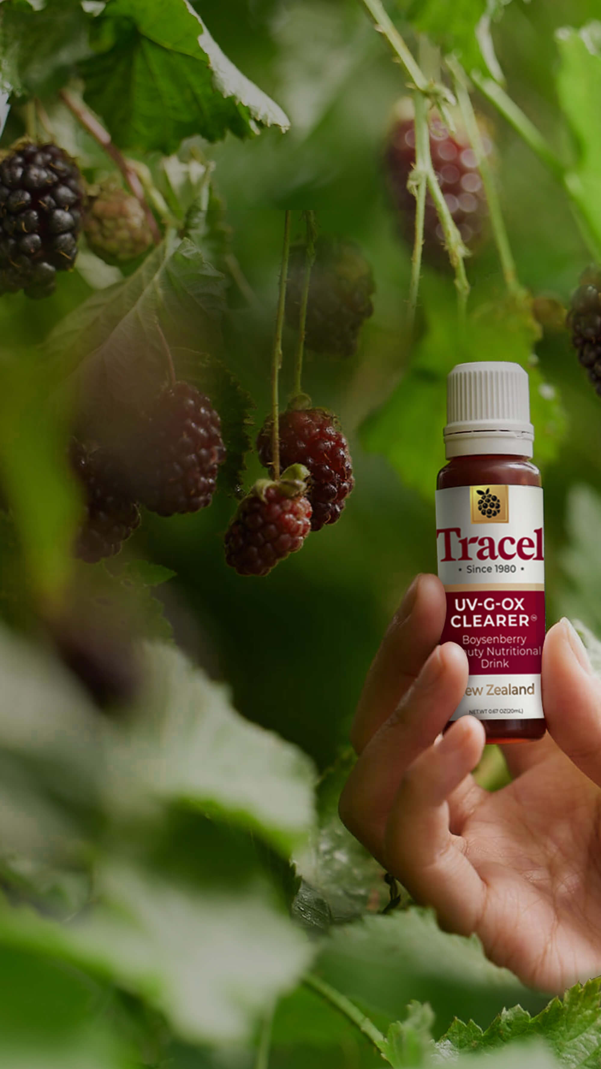 Boysenberry Benefits – Tracel Health